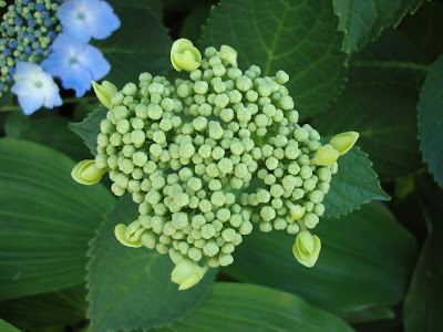 danger garden: Hydrangea flower life-cycle