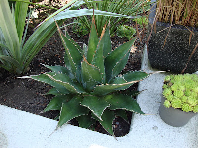 danger garden: Agave love in the Pacific Northwest