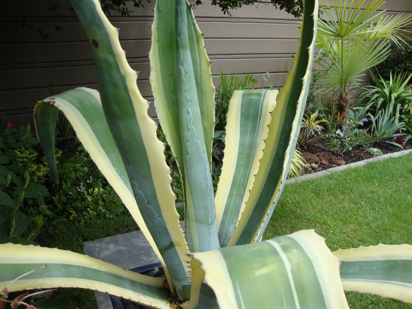 danger garden: Agave love in PNW – a follow-up