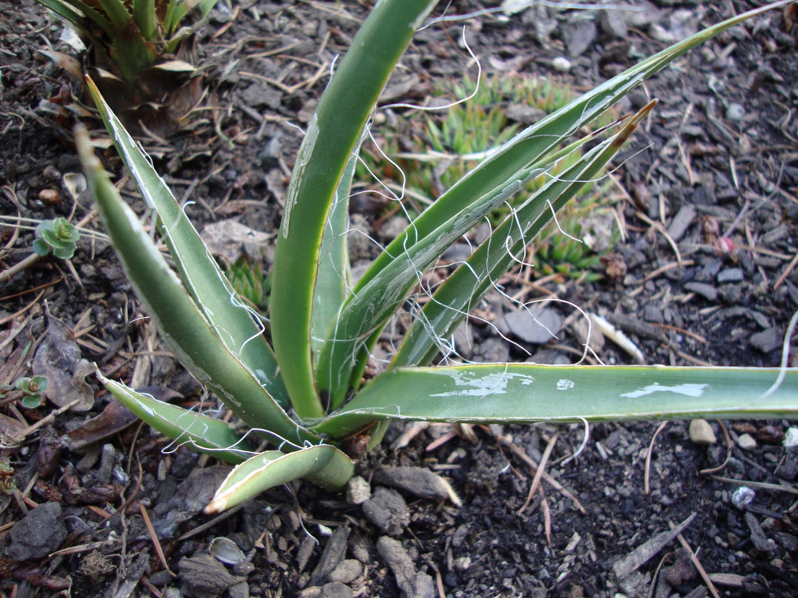 danger garden: Agave love in PNW – a follow-up