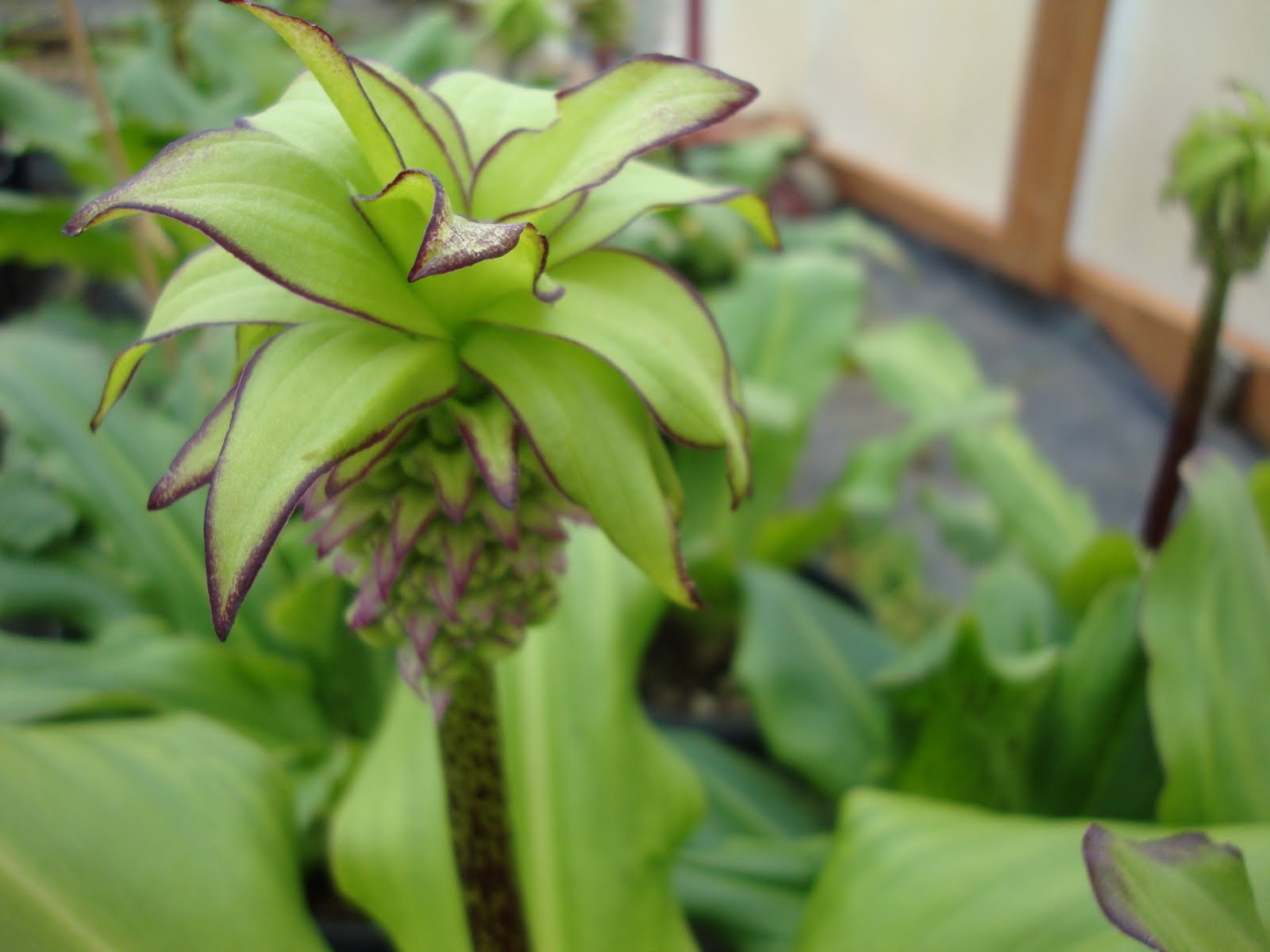 danger garden: June 2010