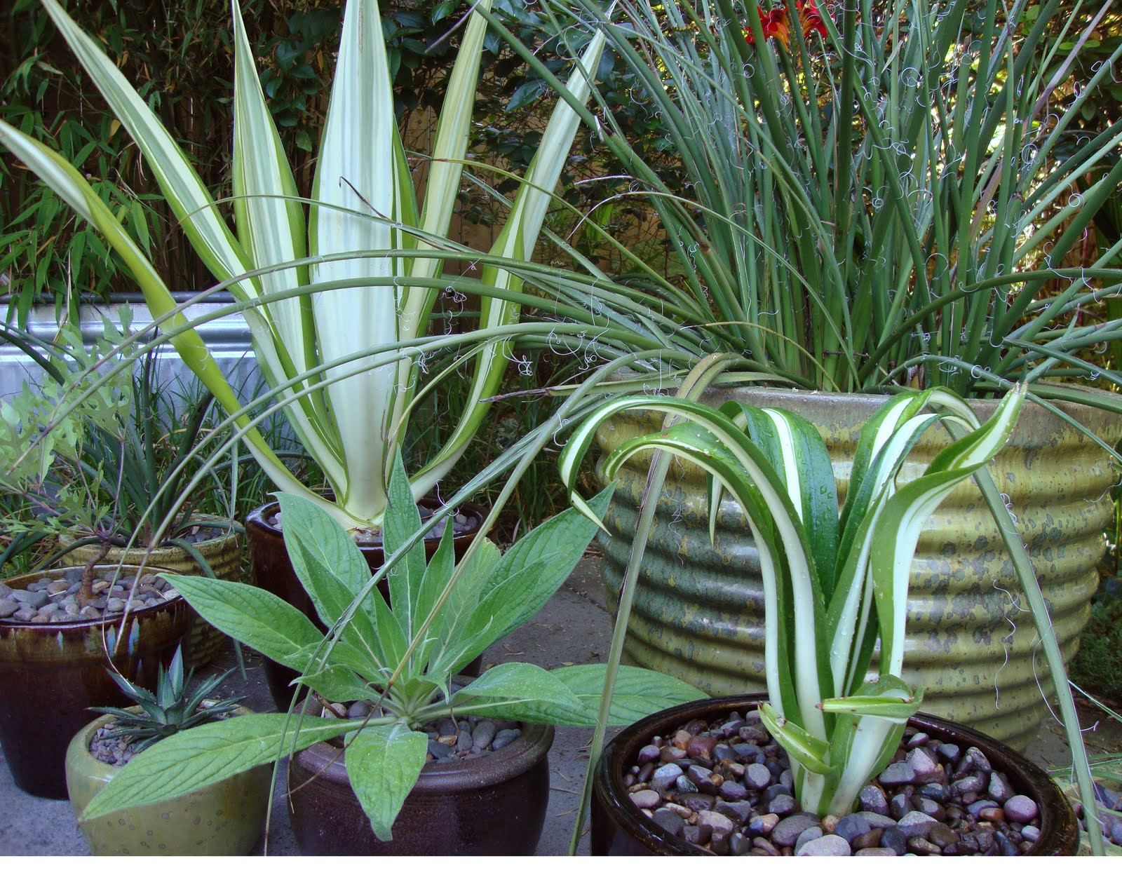 danger garden: Furcraea, the coolest plant you’ve never heard of...