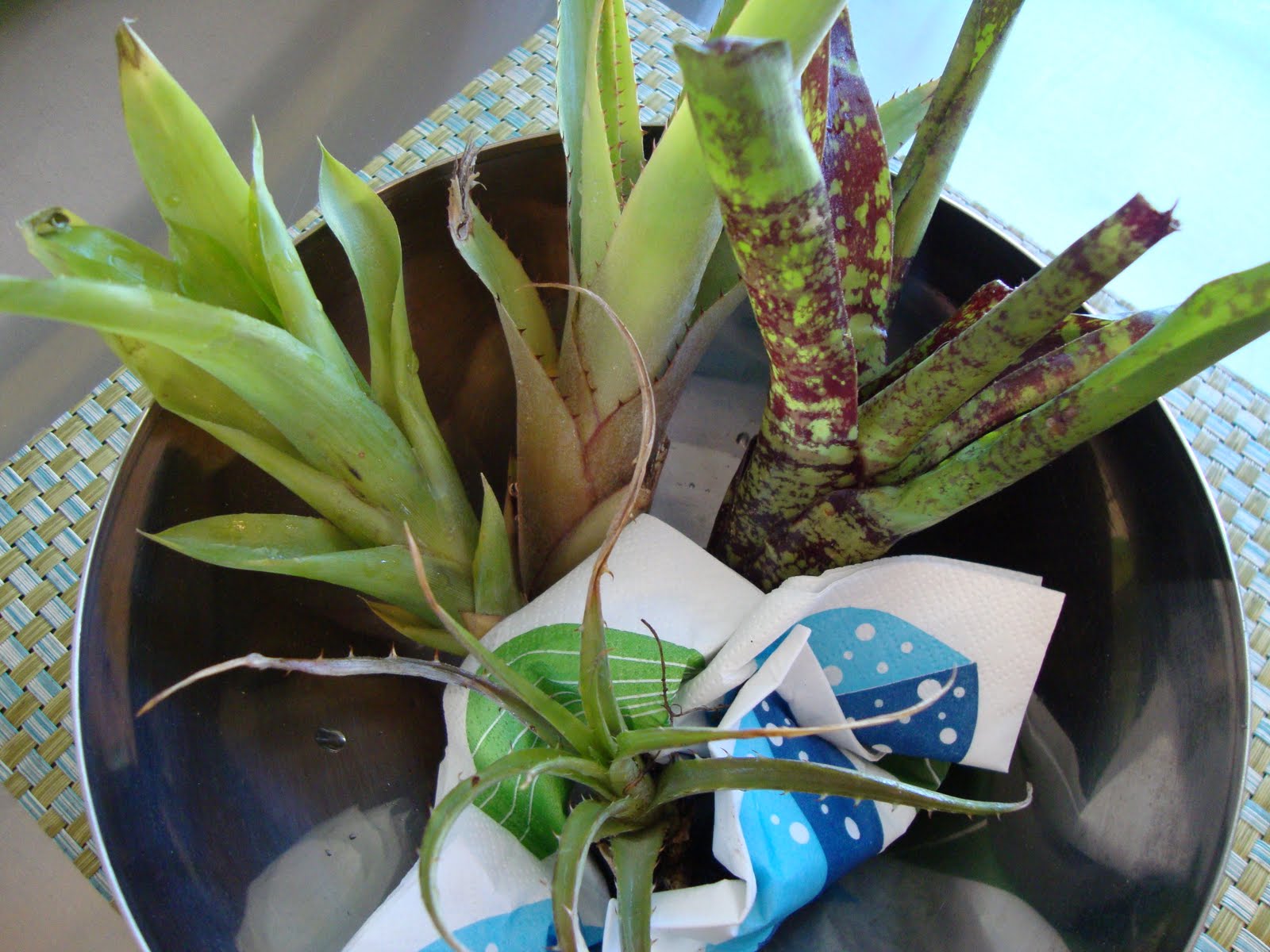 danger garden: More Bromeliads!