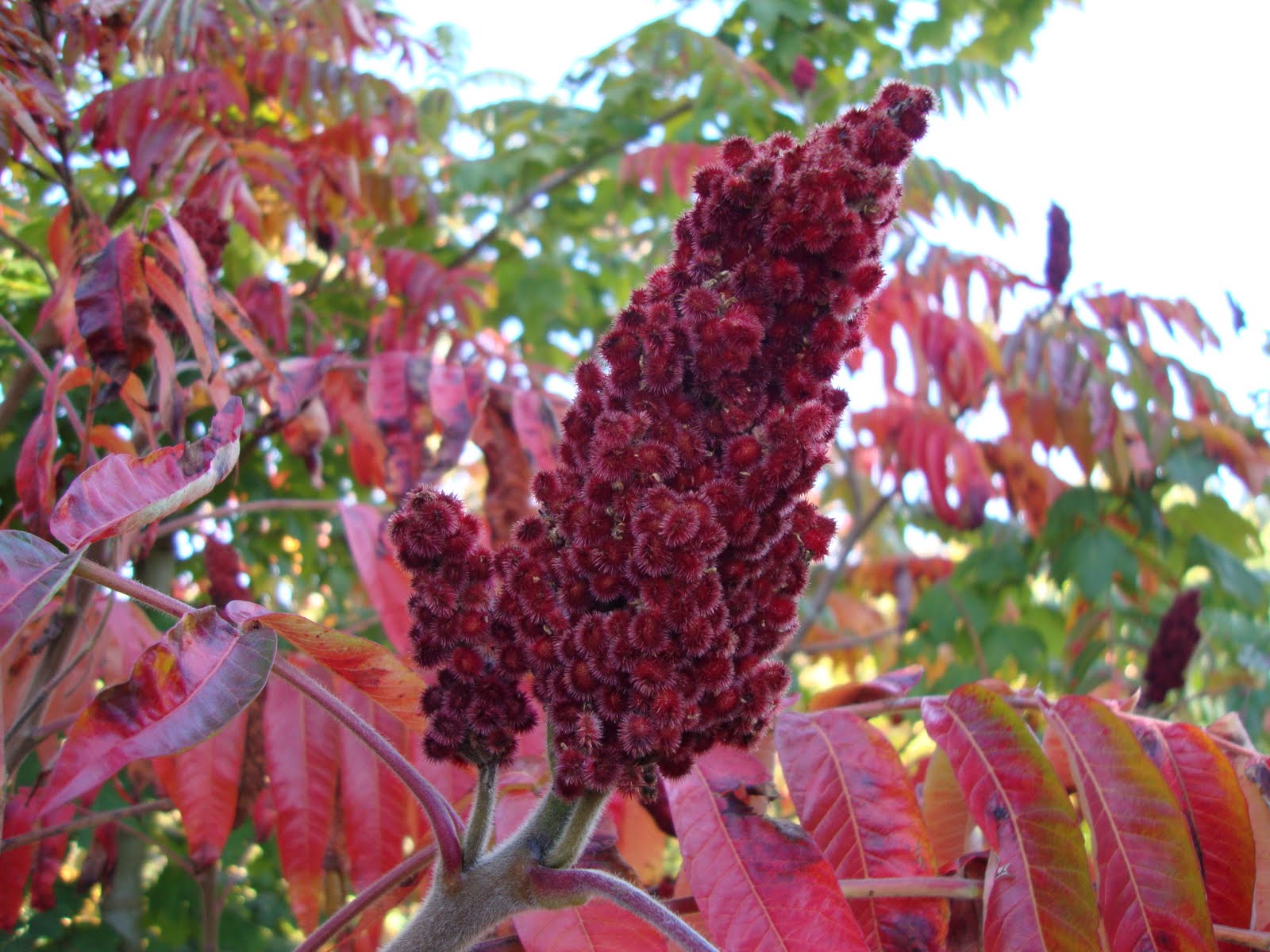 danger garden: The UBC Botanical Garden, Part 2
