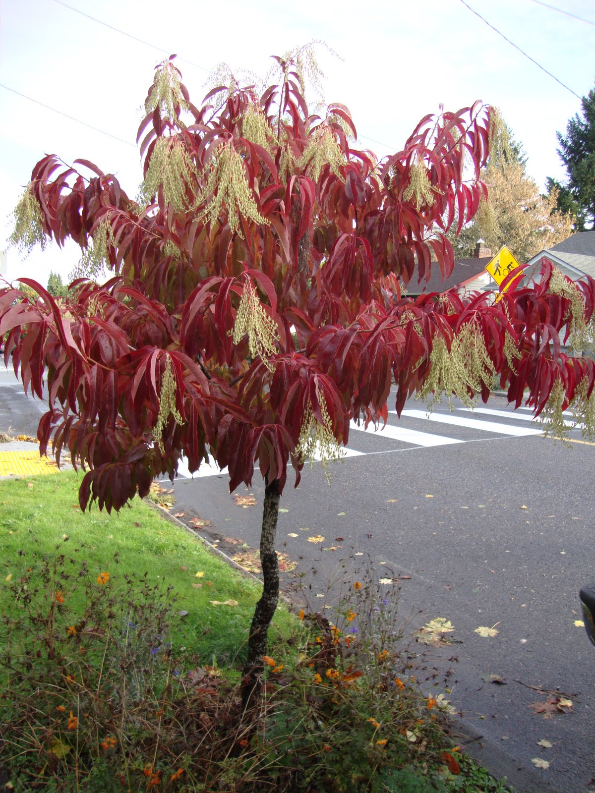 danger garden: Now that’s a happy Musa Basjoo!
