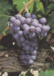 Muscat de Hambourg | Raisins de Table Rouges | Viticulture