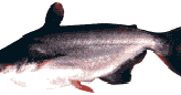 Family of catfish: Basa Fish: What is Basa Fish?