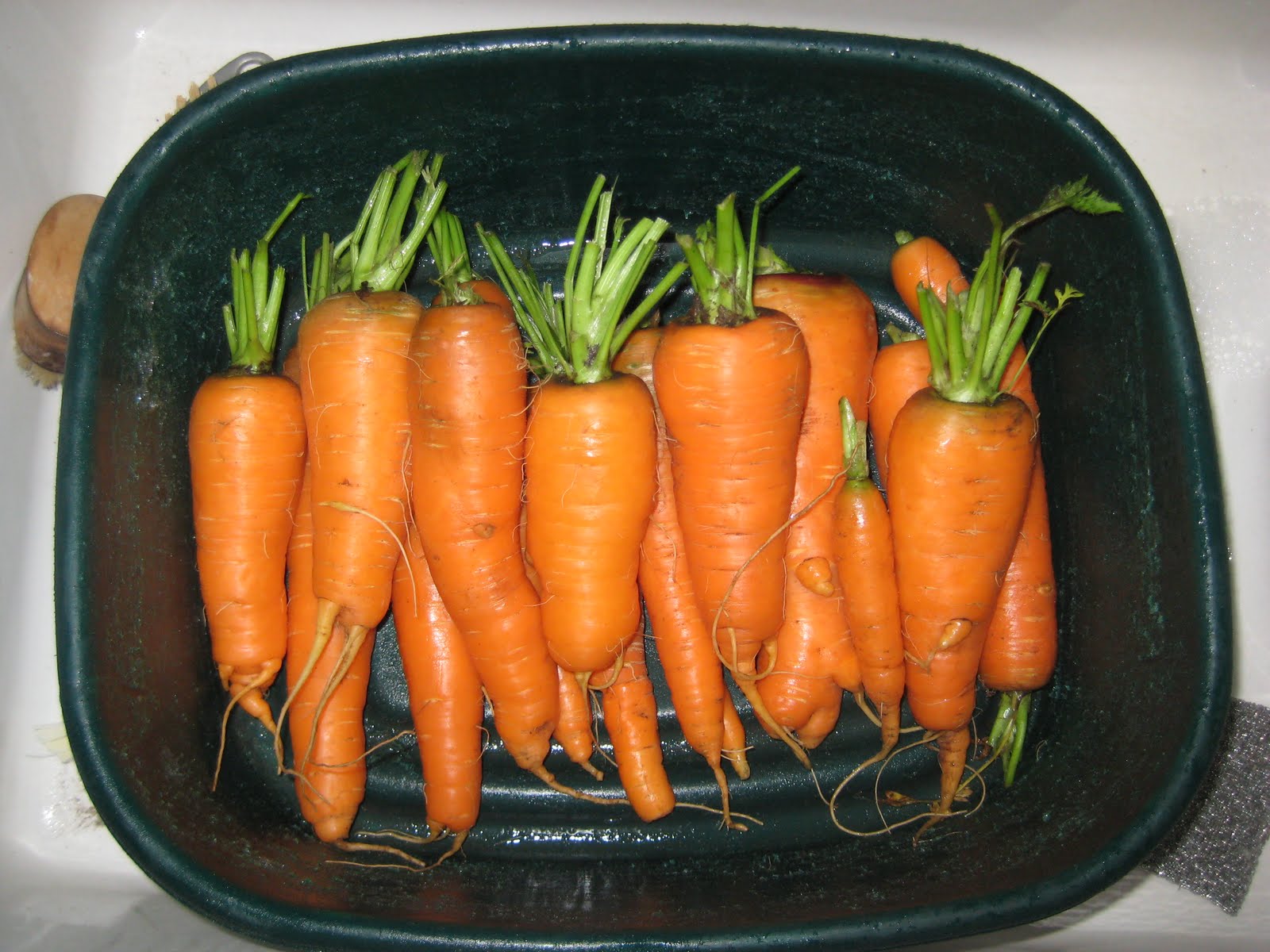 Mal's Allotment: The Good the Bad and the Ugly Carrots