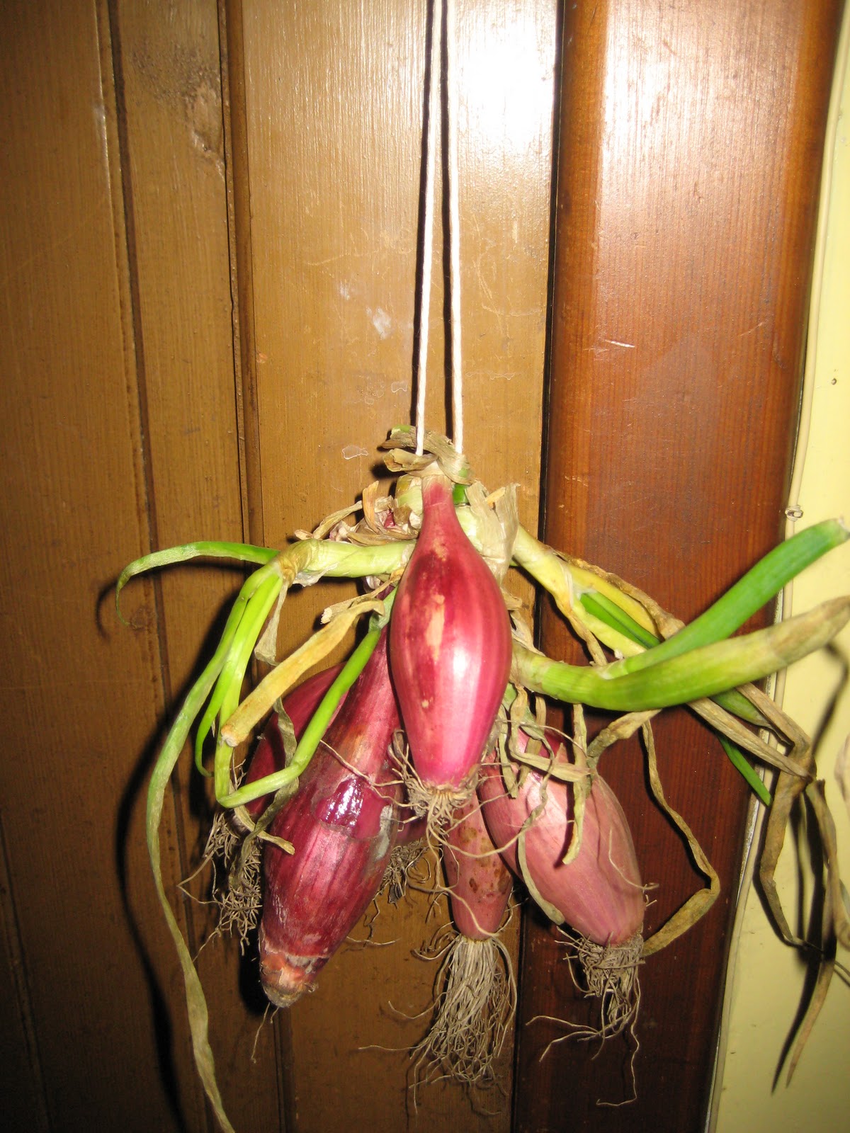 Mal's Allotment: How to string onions