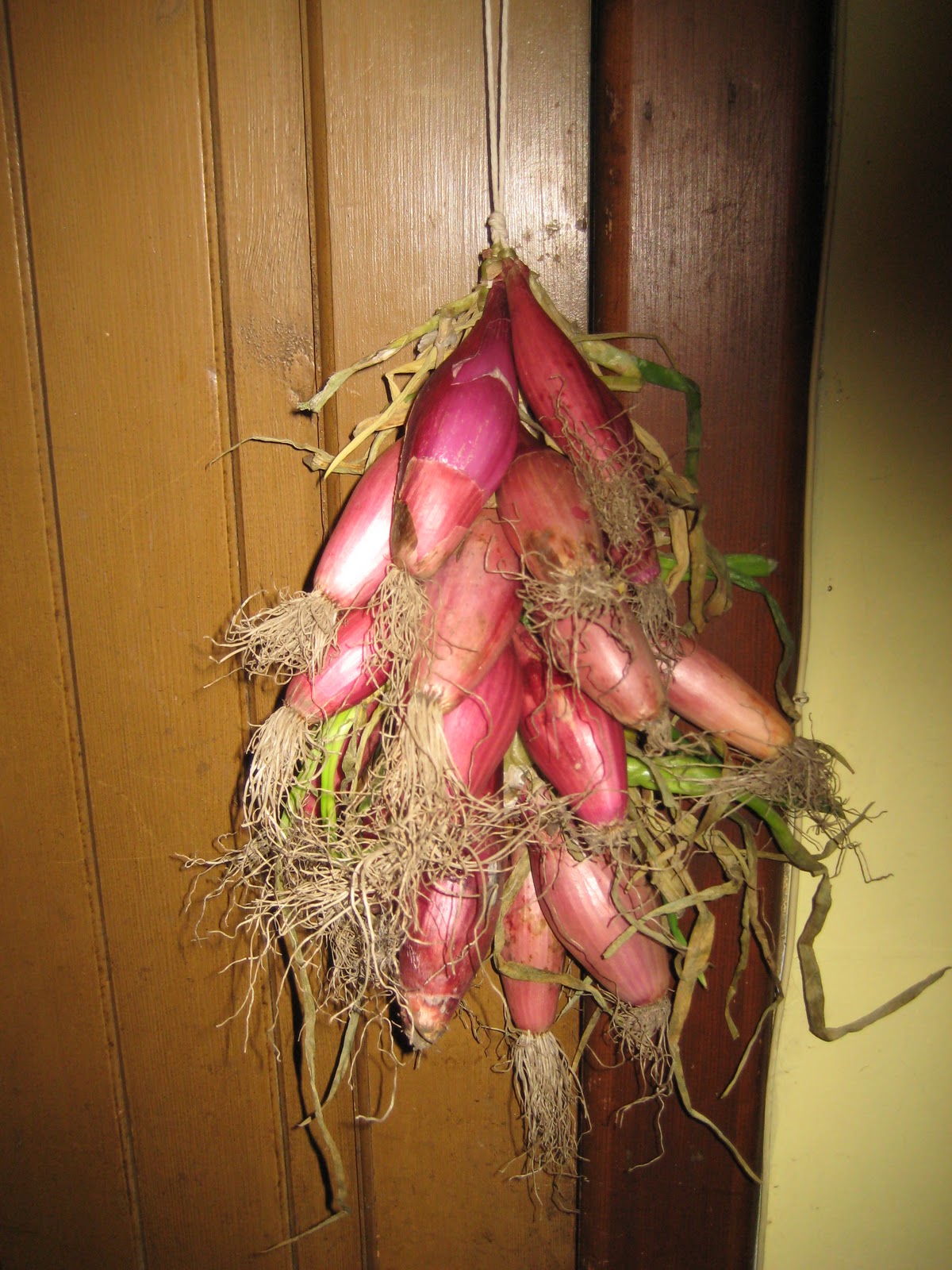 Mal's Allotment: How to string onions