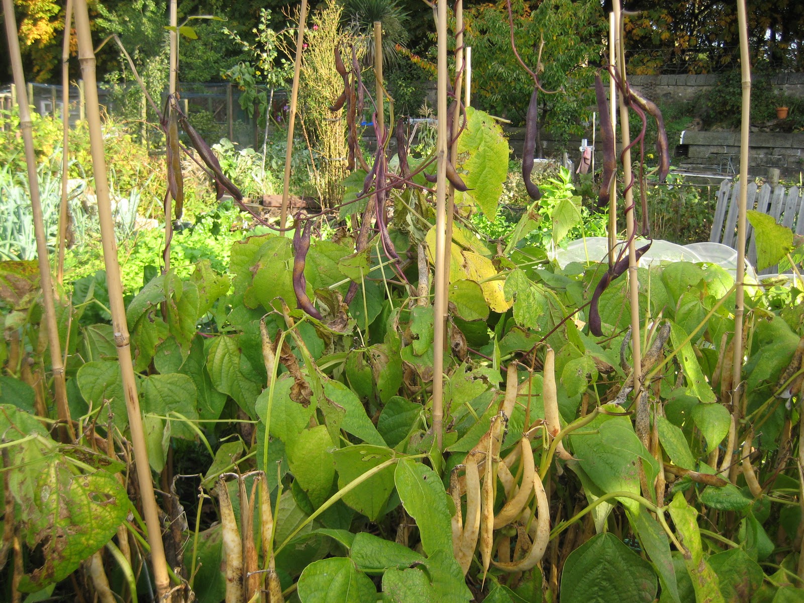 Mal's Allotment: Bean Bonanza