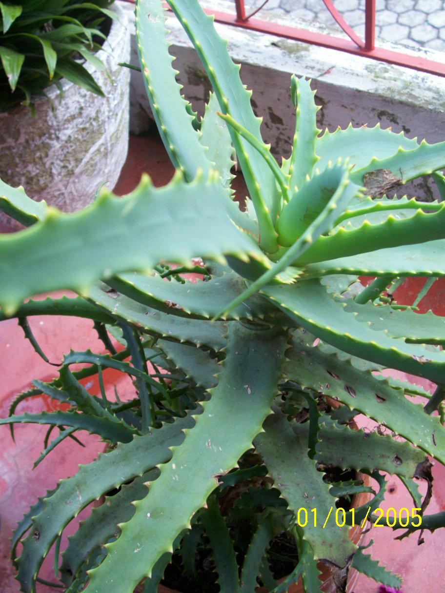 Proyecto de plantas ornamentales: Sabila