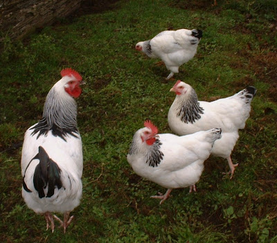 Bellecross Hens: Introducing the laying flock