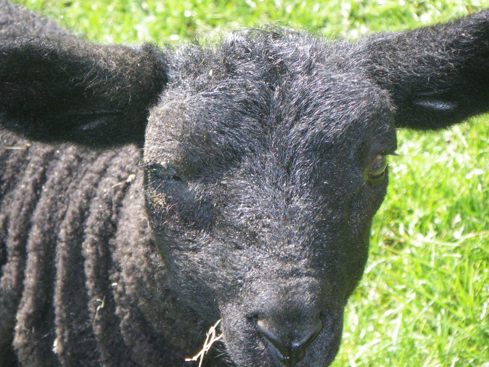 A year in the life of.....: Entropion and treatment in lambs - photos