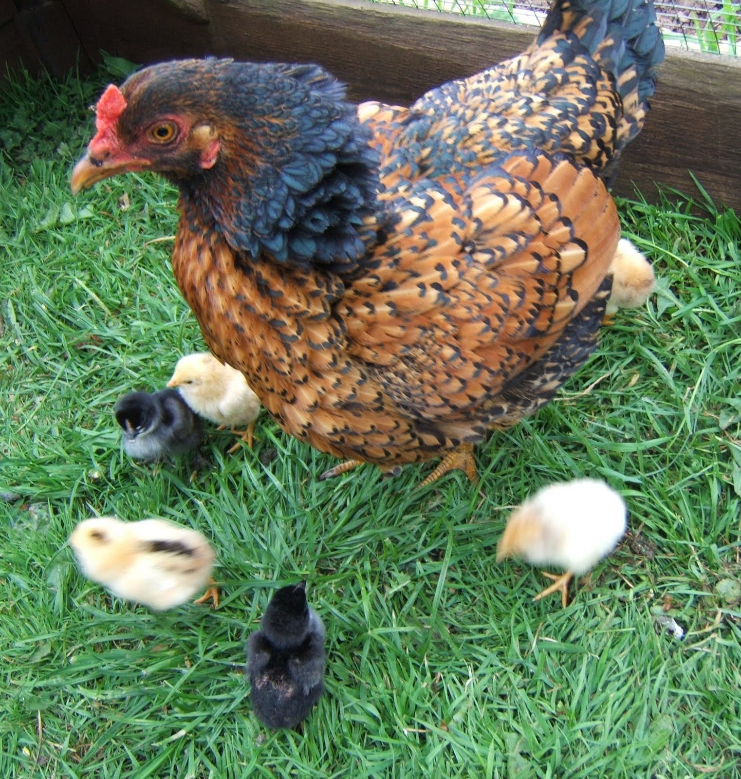 Bellecross Hens: Indian Game cross chicks