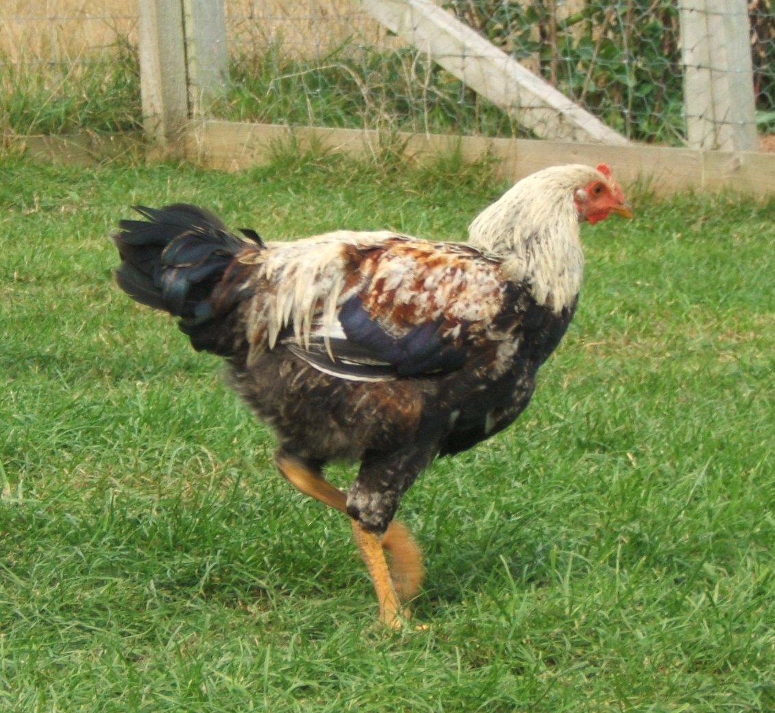 Bellecross Hens: Gold Duckwing Welsummer - For sale