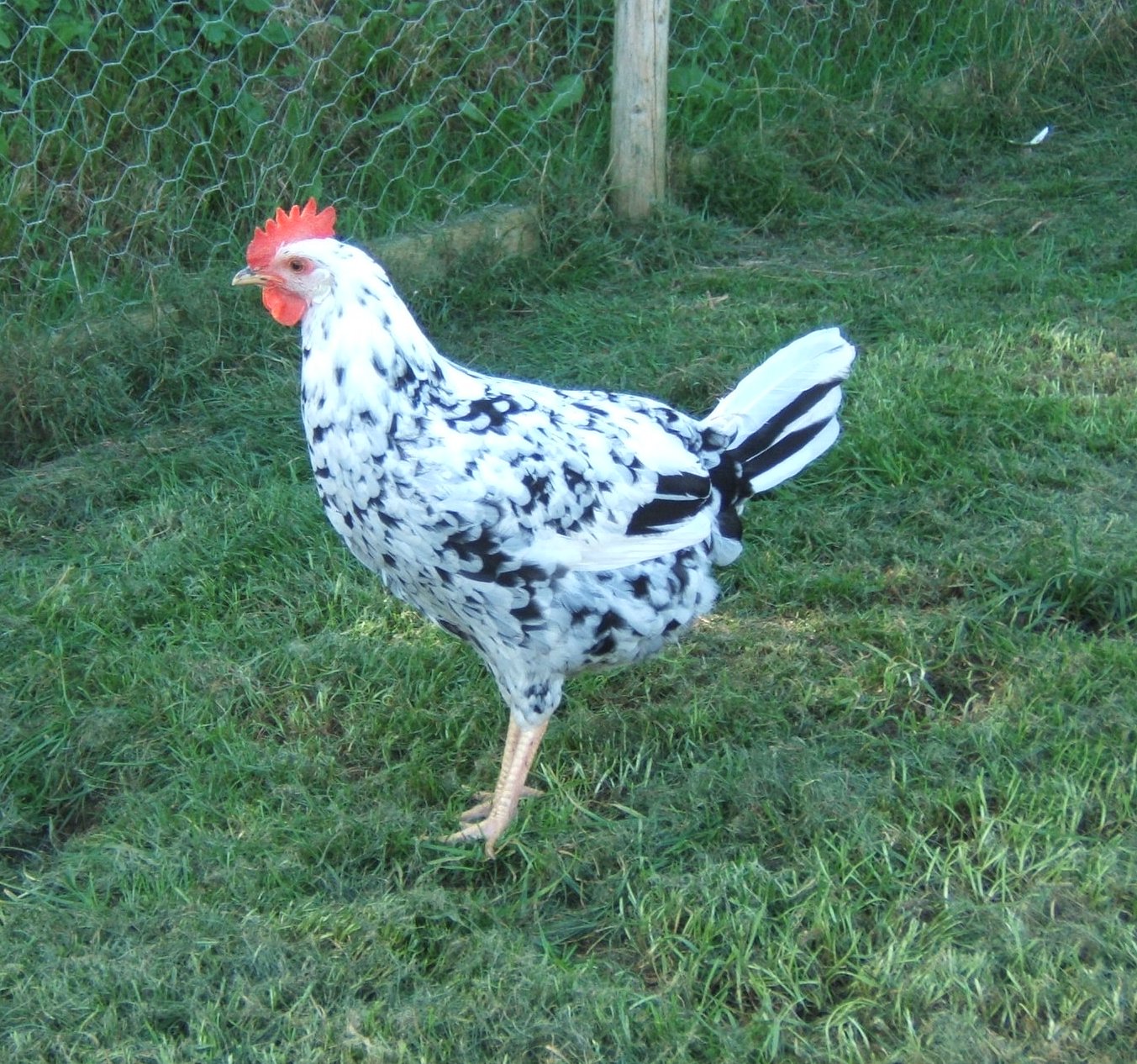 Bellecross Hens: Poultry round up