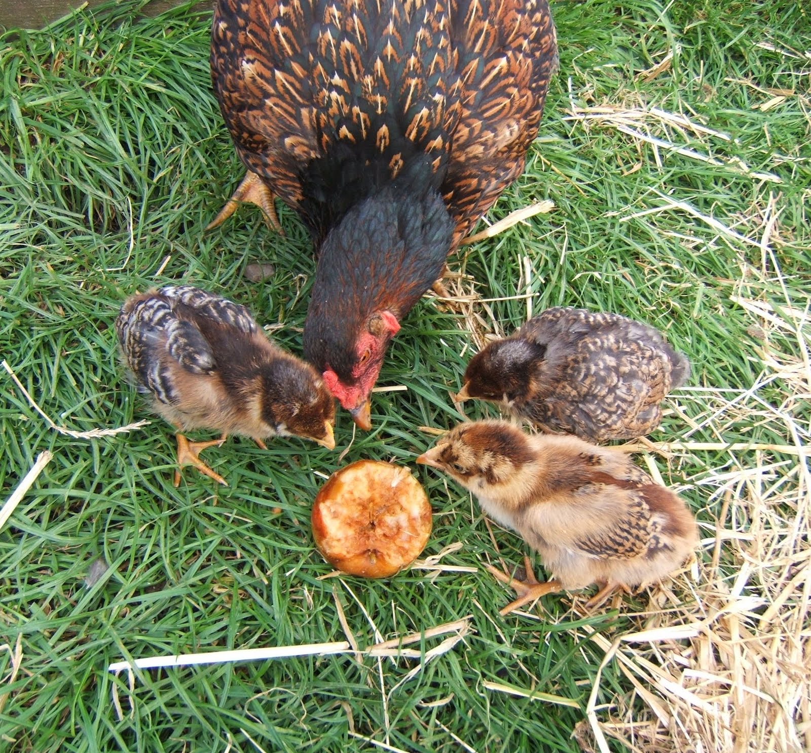 Bellecross Hens: Chicks 3 weeks old