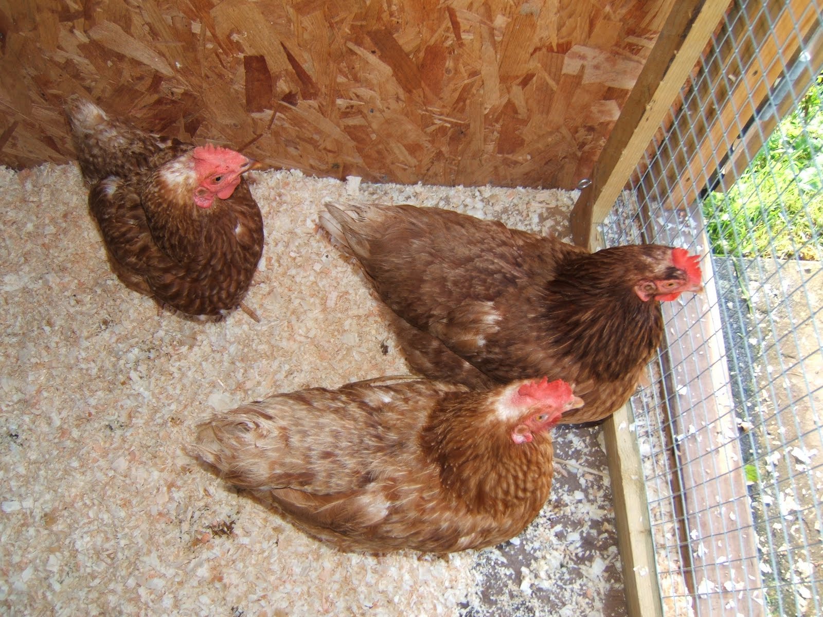 Bellecross Hens: Hens on holiday