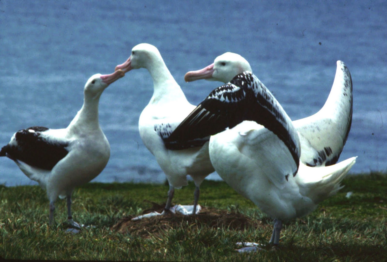 C comme CHANTAL....: BAUDELAIRE 1821/1867