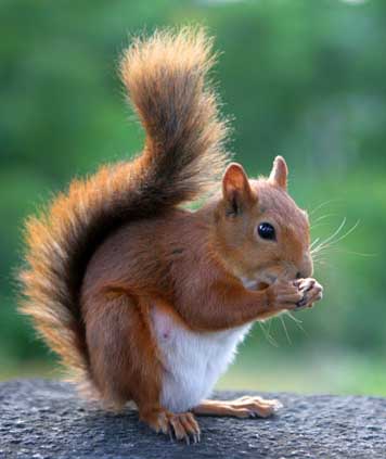 C comme CHANTAL....: L'ECUREUIL