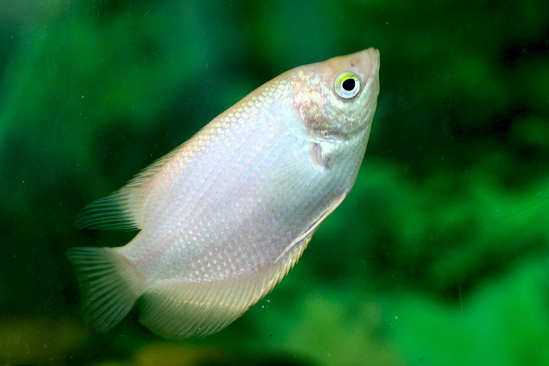 Ikan Kaloi - Homecare24