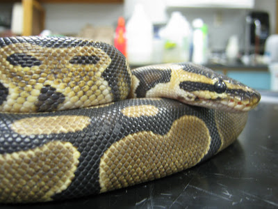 Ball Python: Ball Python (Python regius)