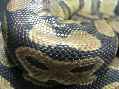 Ball Python: Ball Python (Python regius)