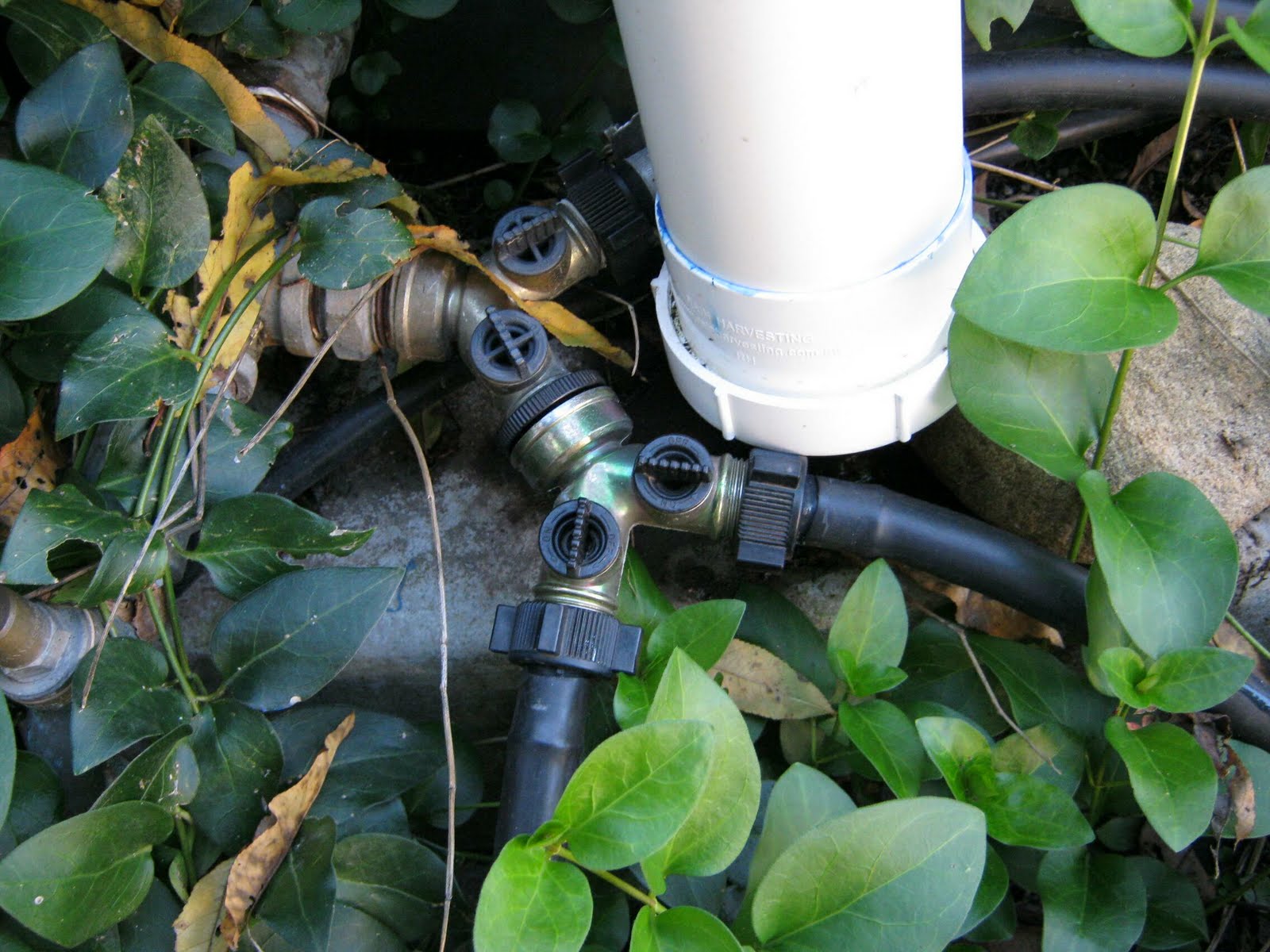 DIY greywater: DIY rainwater
