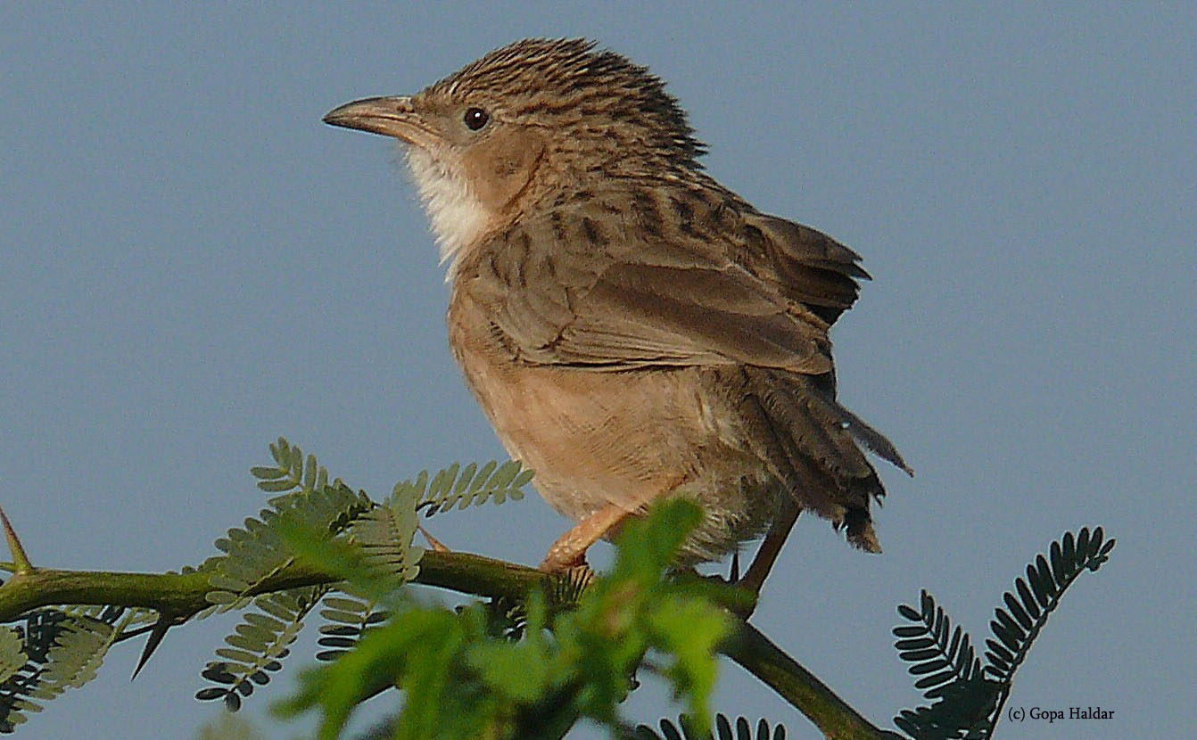 Indian Birds Photography: [BirdPhotoIndia] Common Babbler