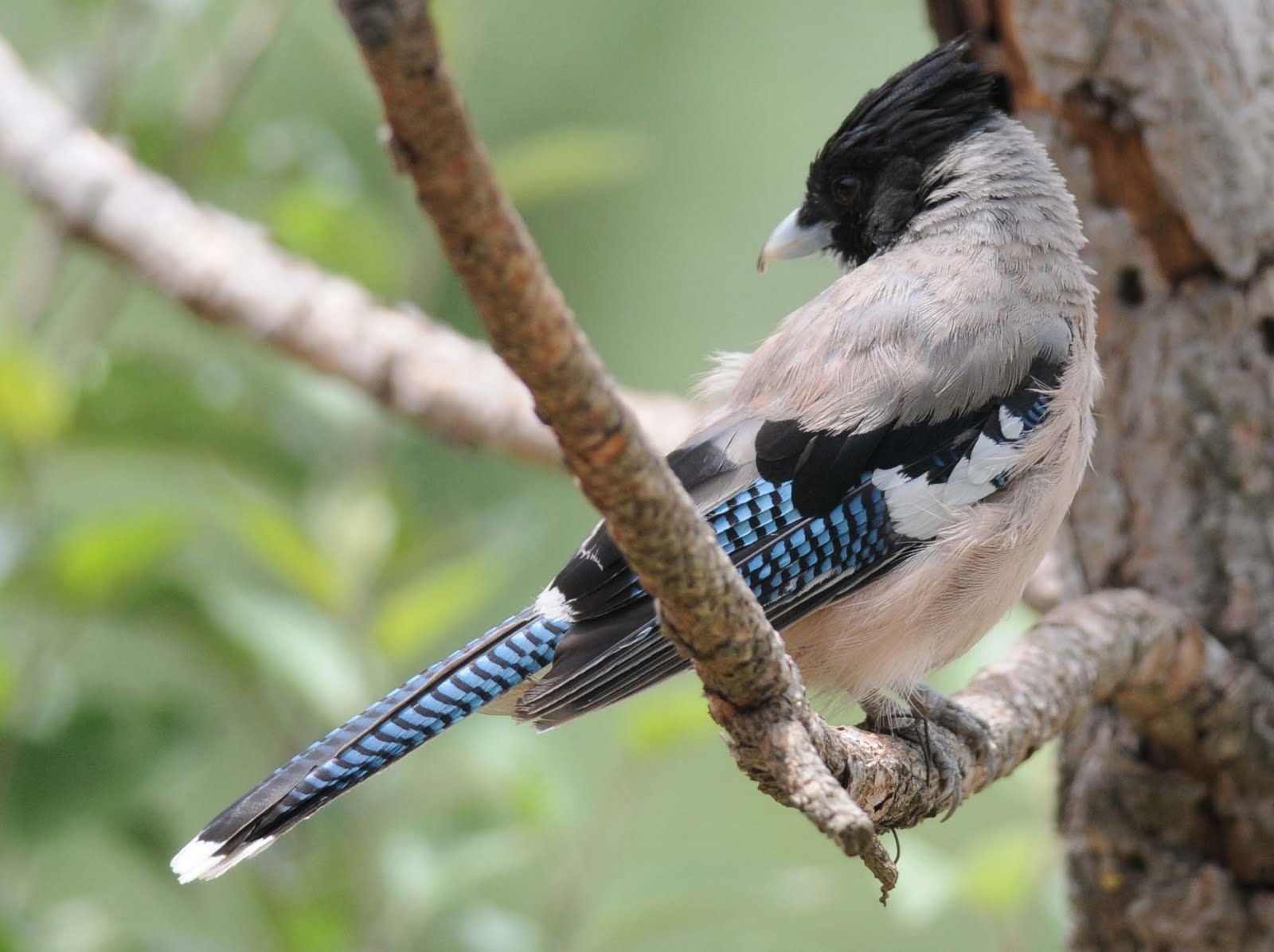 Indian Birds Photography: (delhibirdpix) Black-headed Jay (Garrulus lanceolatus)