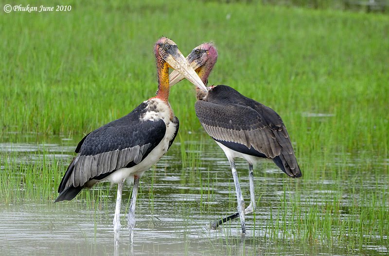 Indian Birds Photography: (delhibirdpix) Greater Adjutant Stork - 2