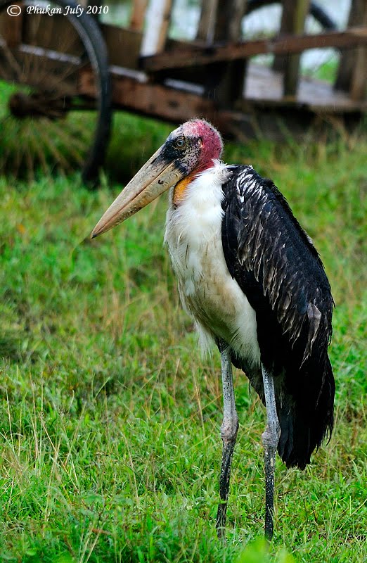 Indian Birds Photography: [BirdPhotoIndia] Greater Adjutant Stork