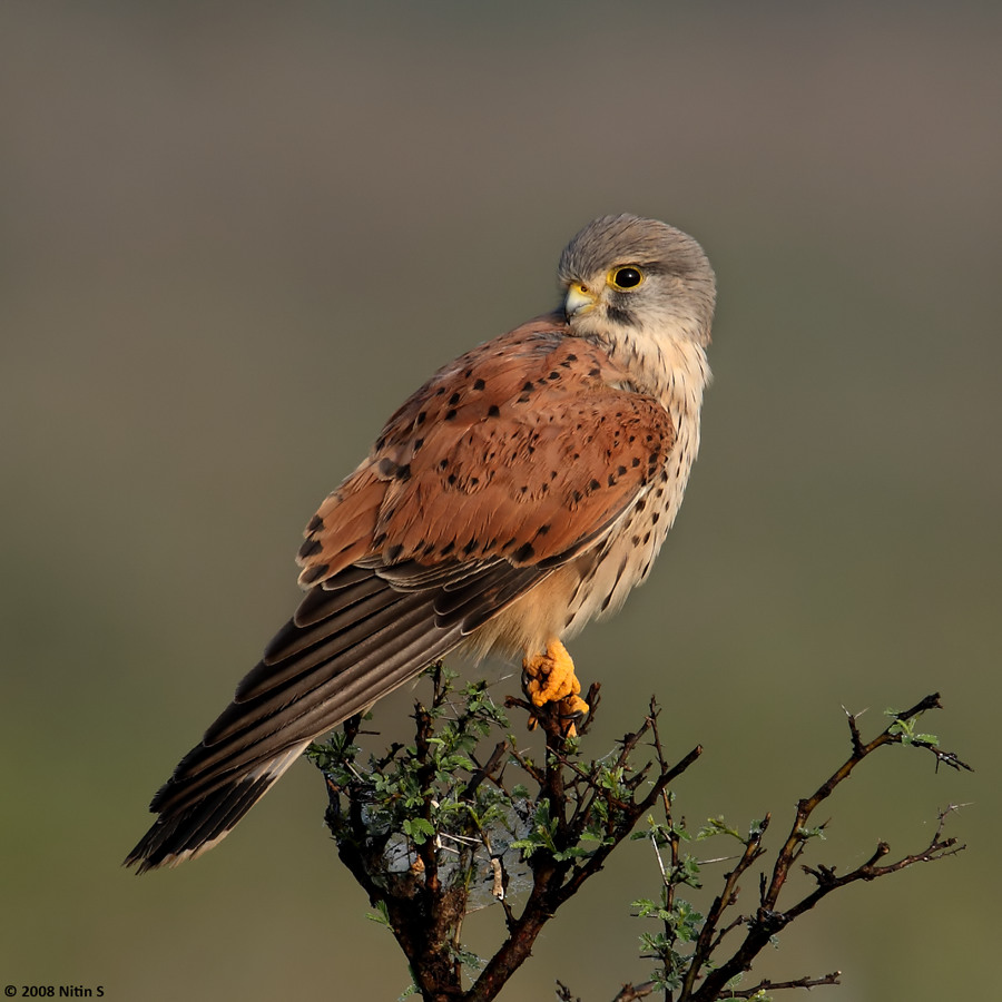 Indian Birds Photography: [BirdPhotoIndia] Common Kestrel Male