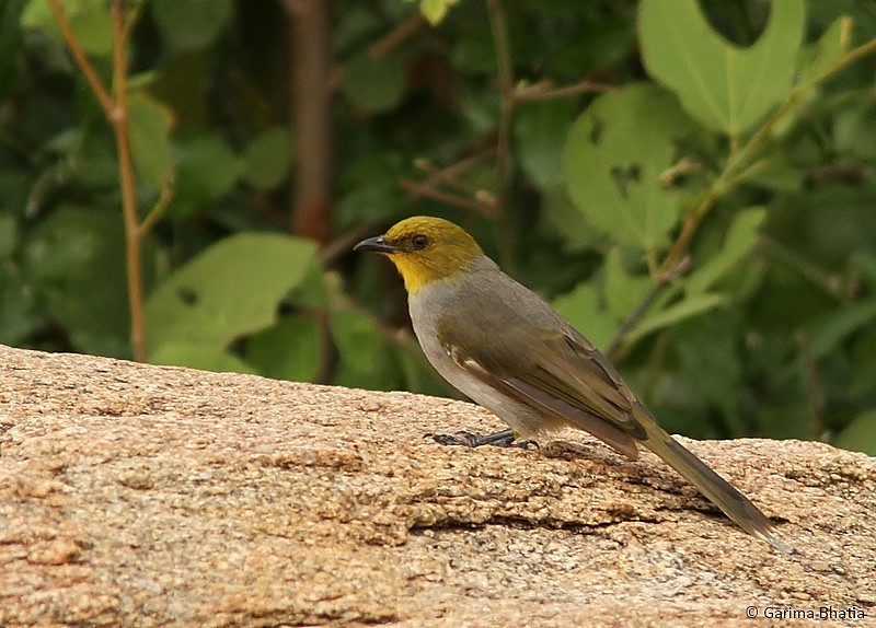 Indian Birds Photography: [BirdPhotoIndia] Yellow-throated bulbul ...