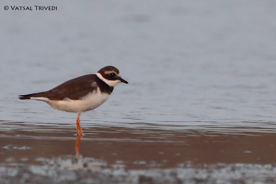 Indian Birds Photography: [BirdPhotoIndia] Common Ringed Plover 2