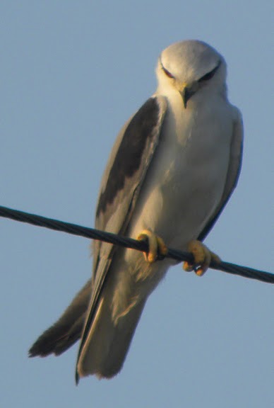Indian Birds Photography: [BirdPhotoIndia] Indian Hawk