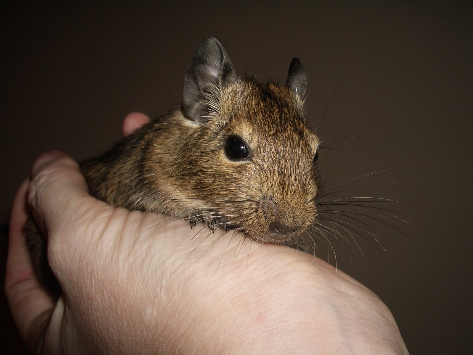 Cheshire Hamster Breeder: Two gorgeous baby boy Degus ready to leave home