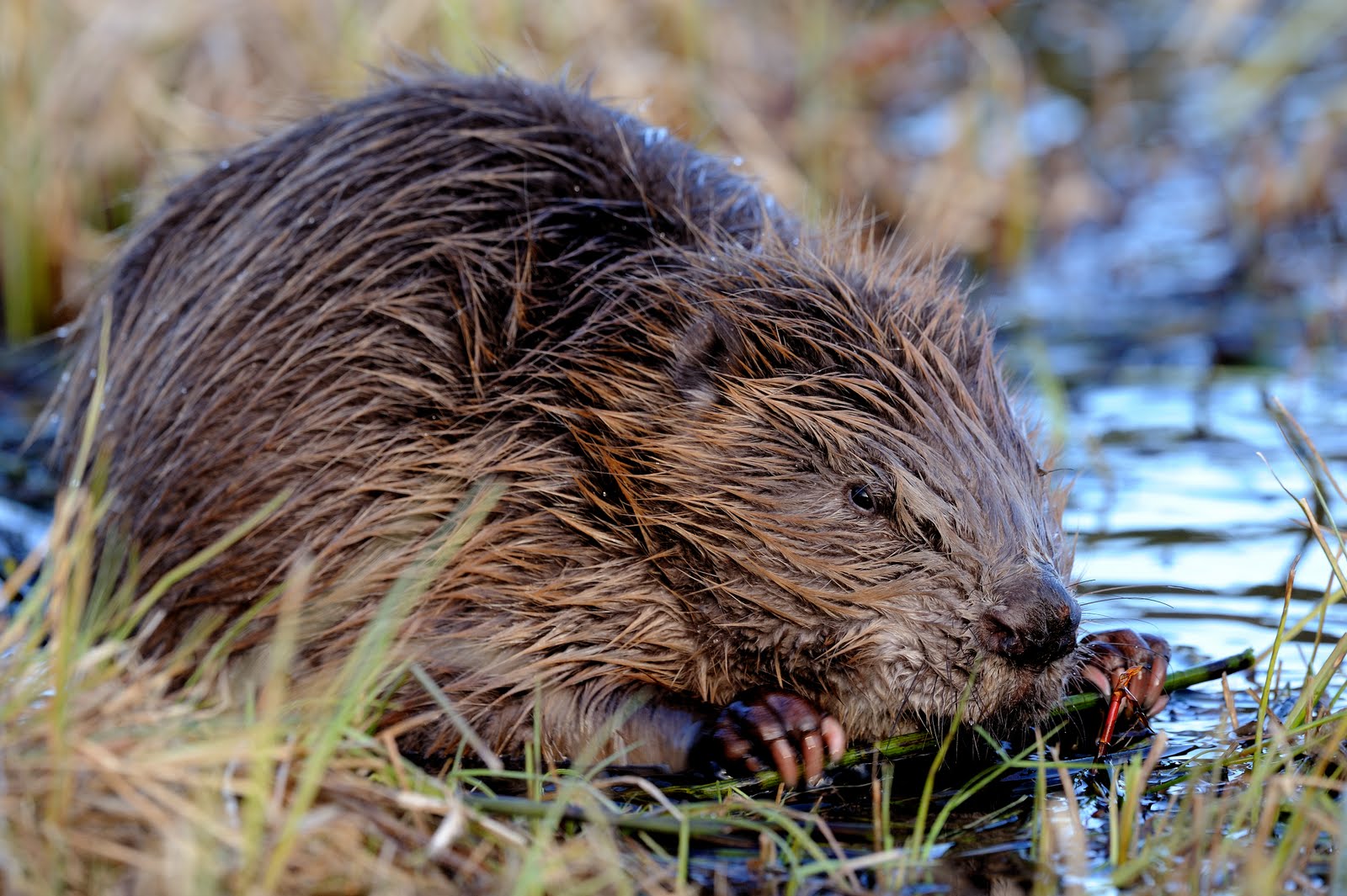 Naturfoto Einar Hugnes: Bever i Theisendammen