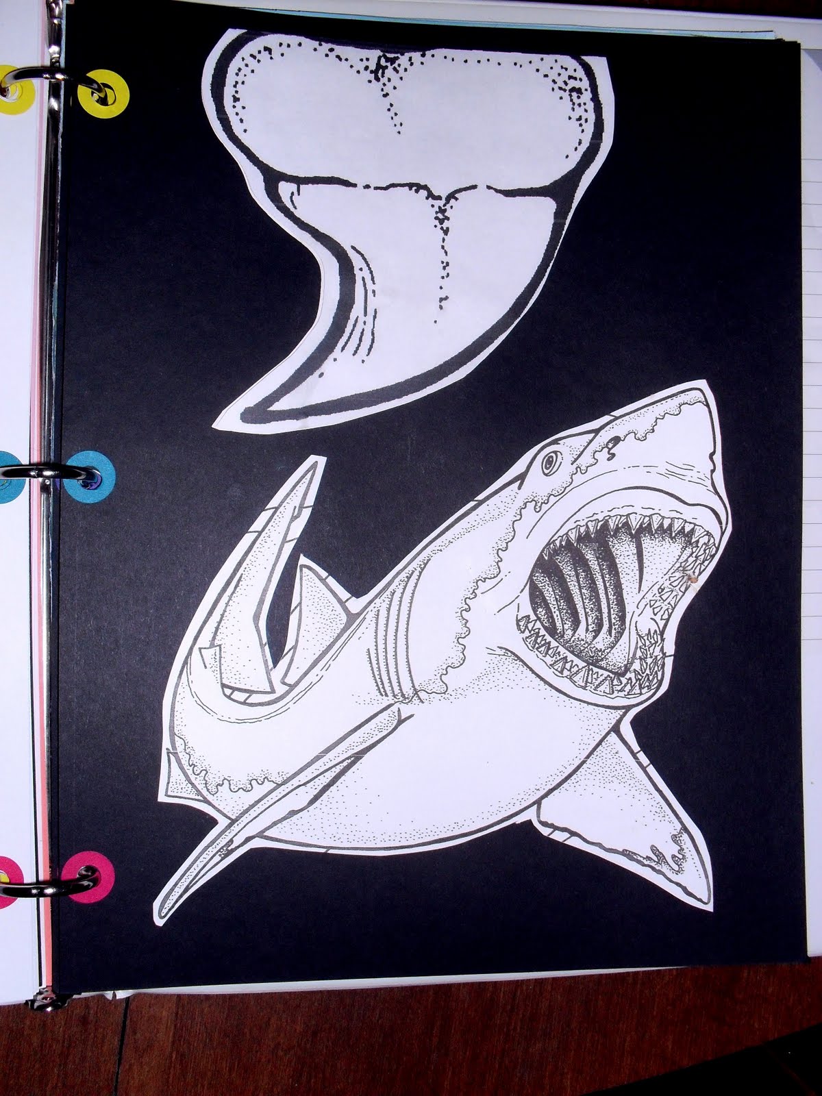 Loving Life Lapbooks: Shark Lapbook Notebook finished
