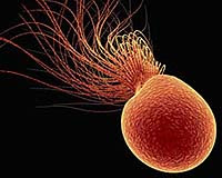 Reino Monera: Clasificacion del Dominio archae