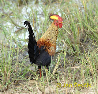 Explore Sri lanka: Our national bird "Ceylon jungle fowl"