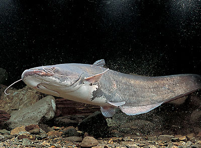 Bestiaire du Japon : Poisson-chat