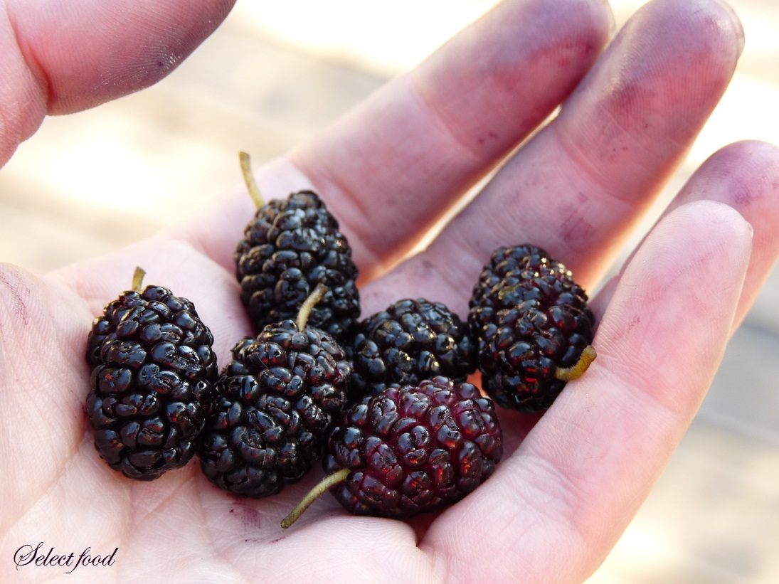 Select food: Tripla semifreddo torta