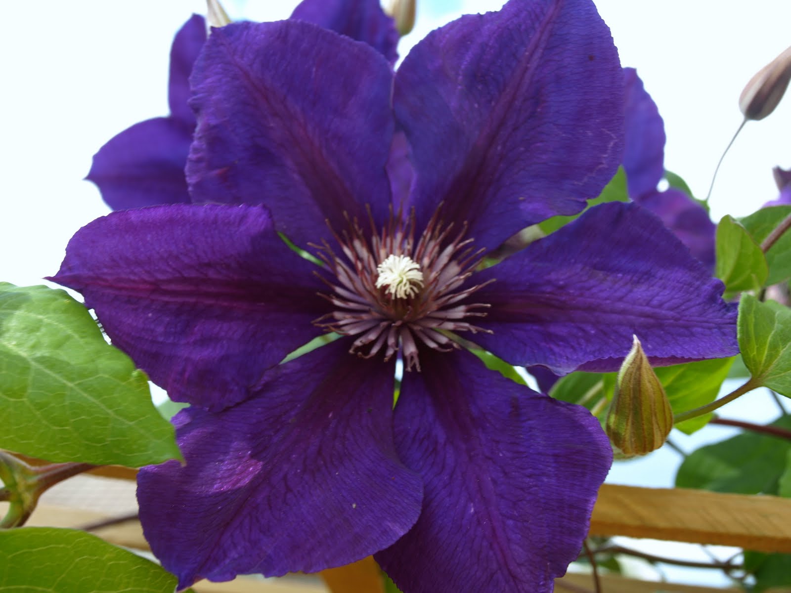 Jean's musings: My Clematis