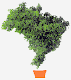 Plantas Medicinais - dicas e usos corretos: Malvarisco