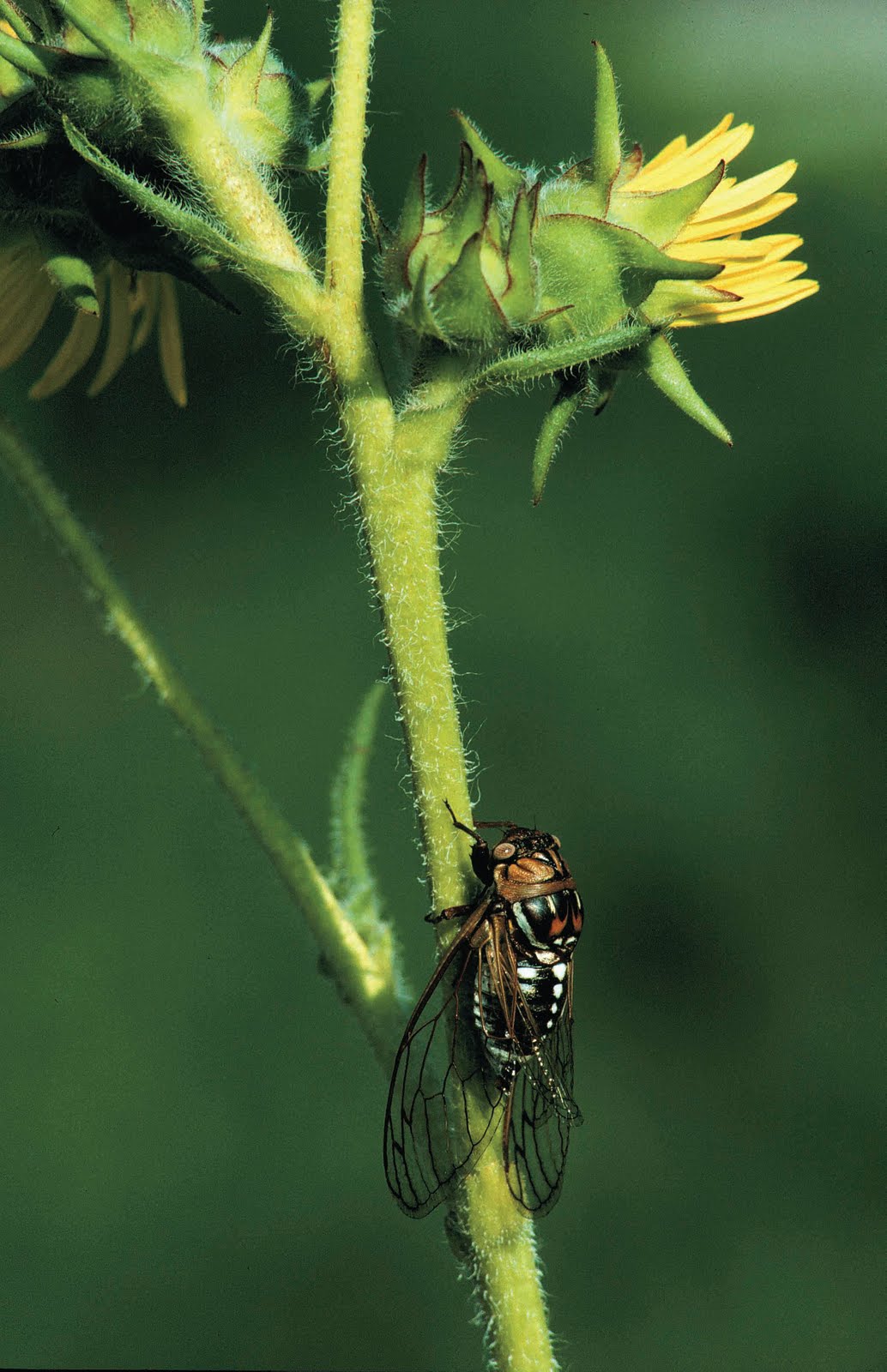 Illinois Natural History Survey: The Grand Prairie