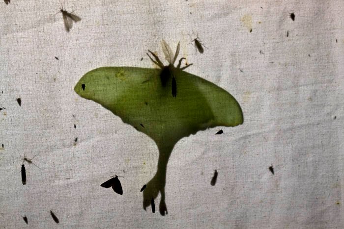 Illinois Natural History Survey: Insect Appreciation