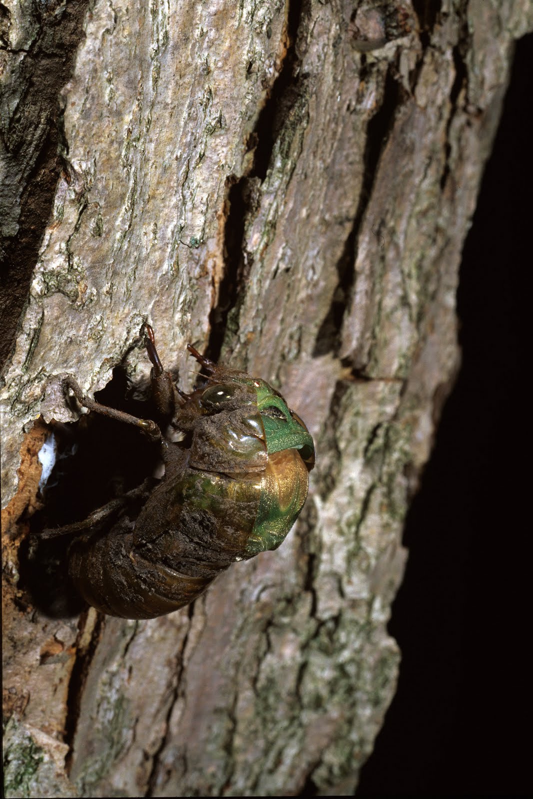 Illinois Natural History Survey: Summer Cicadas