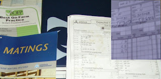 Cows, calves and veterinary: How do you know when a cow is due to calve?